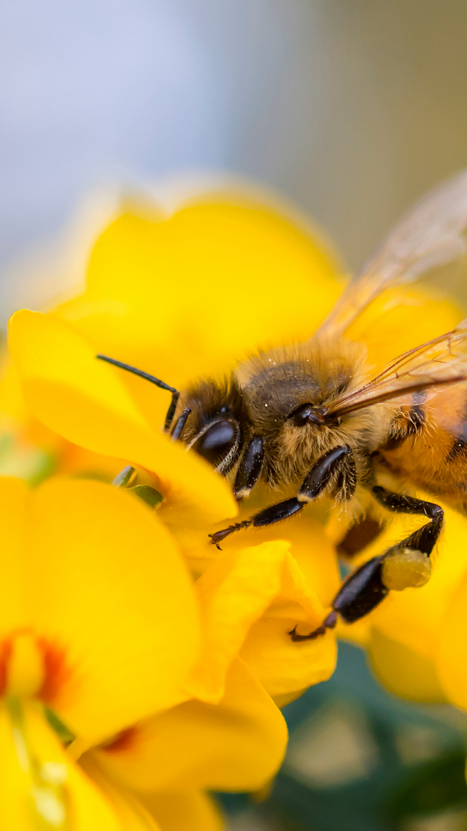 Bee Friendly Insecticides and those to avoid – ladybirdplantcare.co.uk