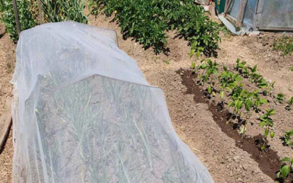 Using our plastic free insect netting to both prevent pests and keep t ...
