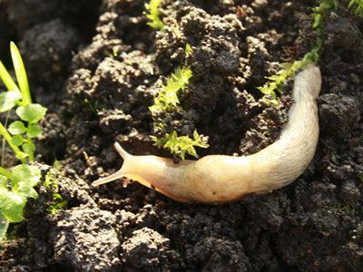 Get started with slug treatment and stop a slug population explosion ...